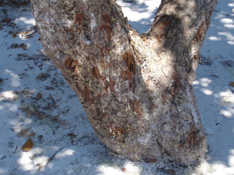 The healing wisdom of the uniquely Greek Spice Masticha (“Mastiha ...